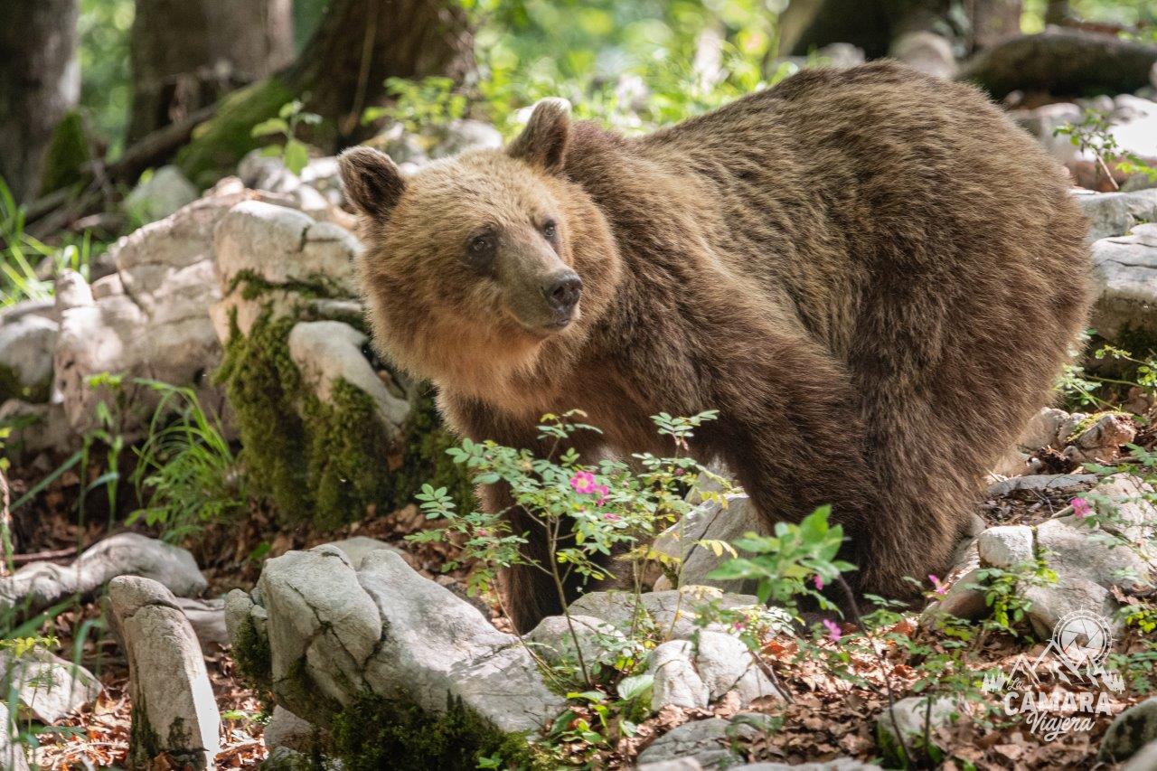 Oso Pardo » La Camara Viajera
